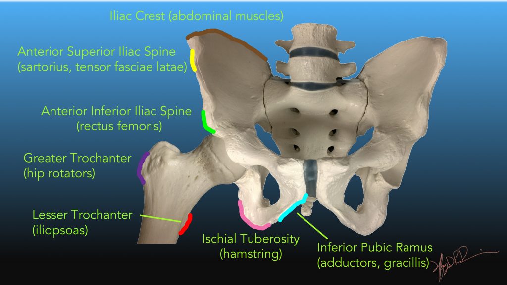 Pelvic Avulsion Fractures UW Emergency Radiology Pelvic Avulsion Fractures UW Emergency Radiology