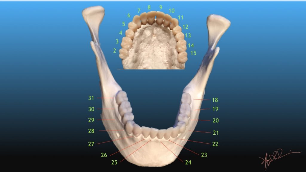 Universal Teeth Numbering UW Emergency Radiology Universal Teeth Numbering UW Emergency Radiology