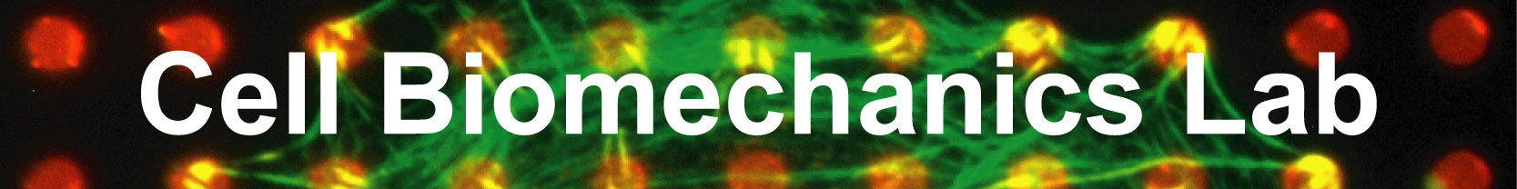 Cell Biomechanics Lab -:- Research -:- Nathan J. Sniadecki Ph.D.