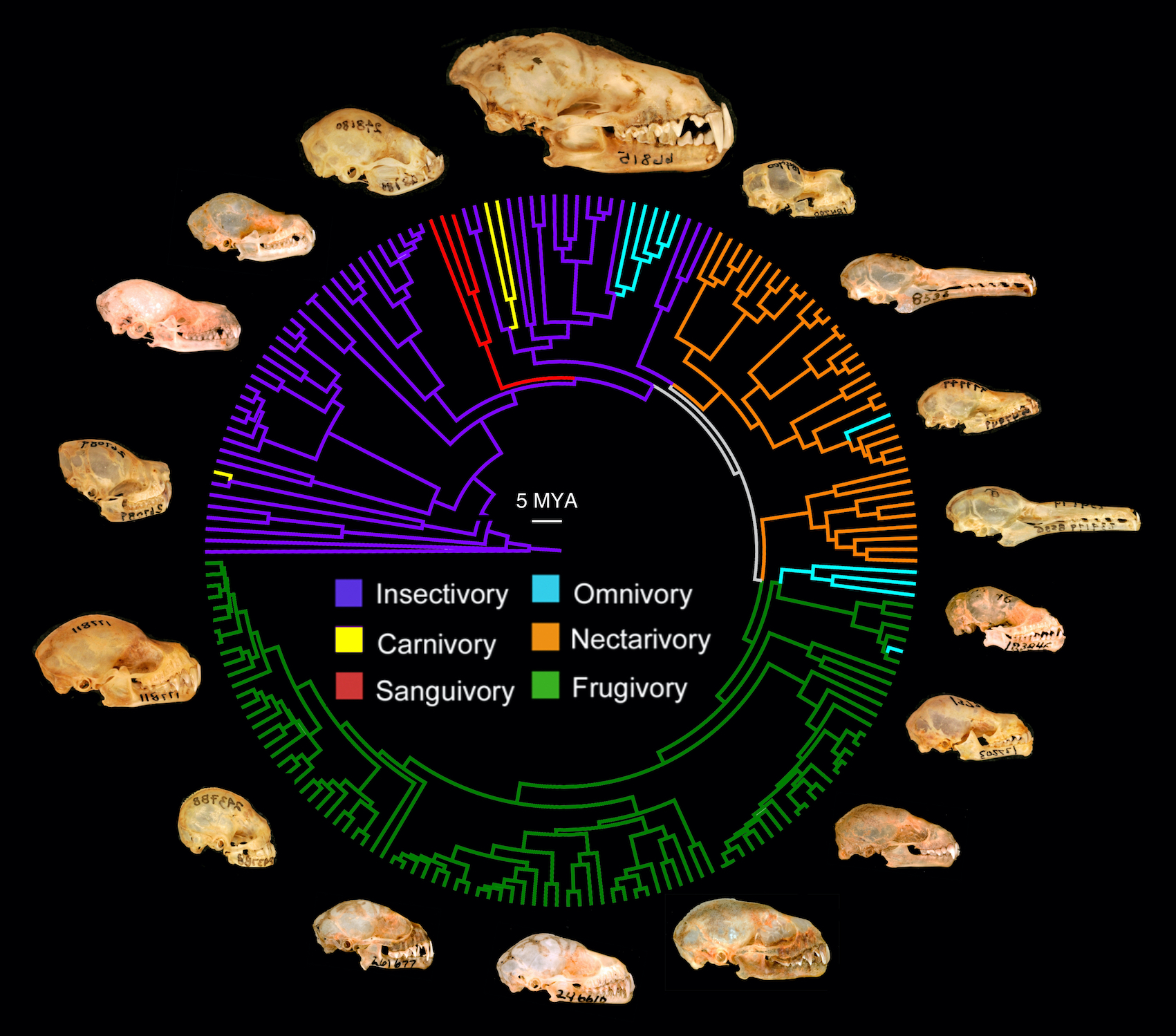 The role of developmental bias in bat molar diversity – SANTANA LAB