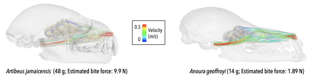 Multifunctional bat skulls – SANTANA LAB