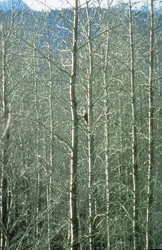 Molecular genetics of growth and development in Populus